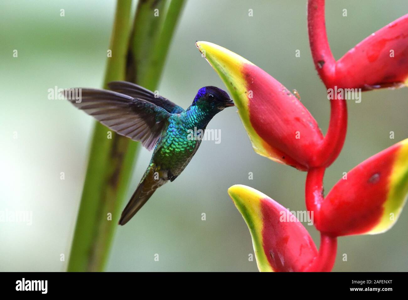 Heliconia hummingbird hi-res stock photography and images - Alamy