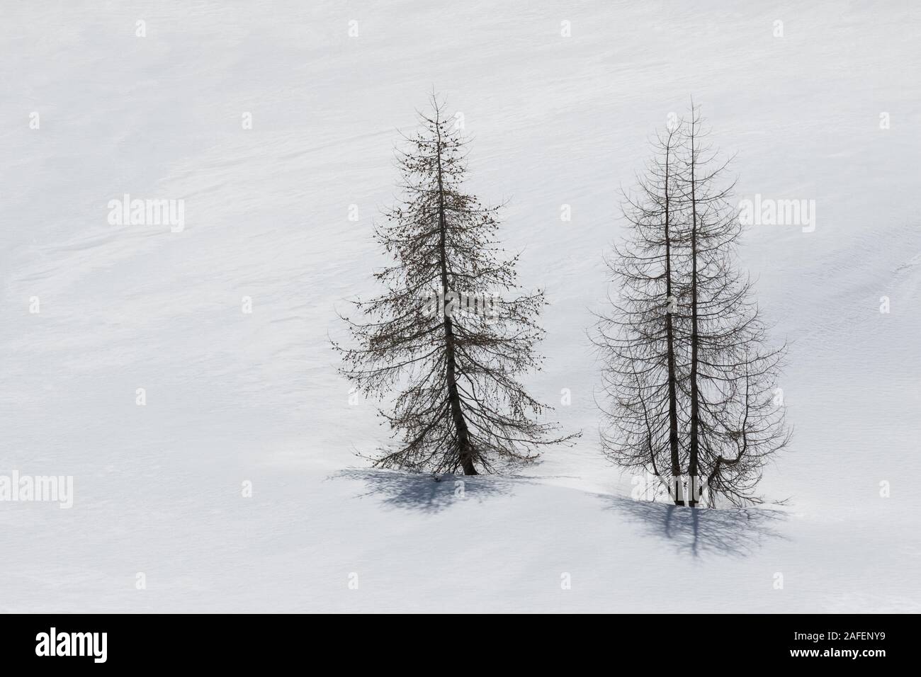 Snowy landscape with bare trees, winter scene Stock Photo - Alamy