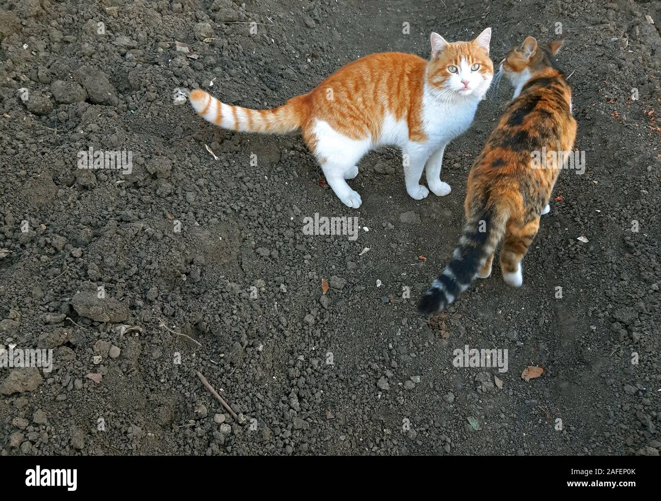 Two cats sitting together hi-res stock photography and images - Alamy