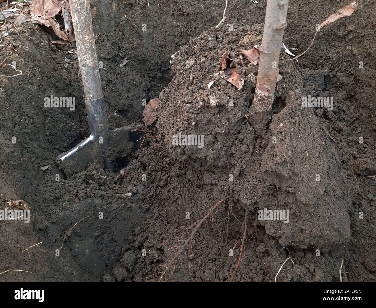 Move tree to another place, digging around it Stock Photo - Alamy