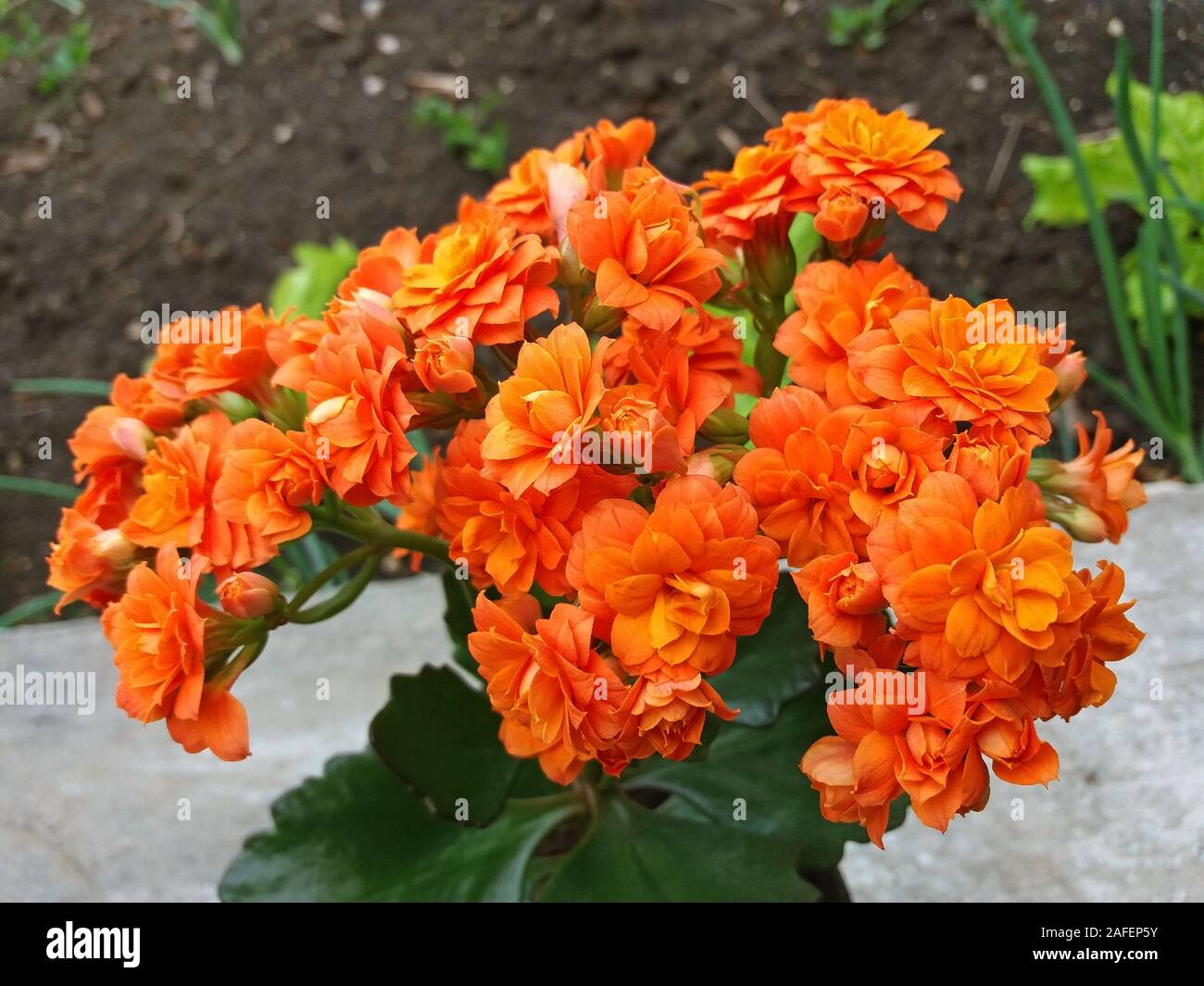 Kalanchoe Blossfeldiana with many orange flowers beautiful Stock Photo ...