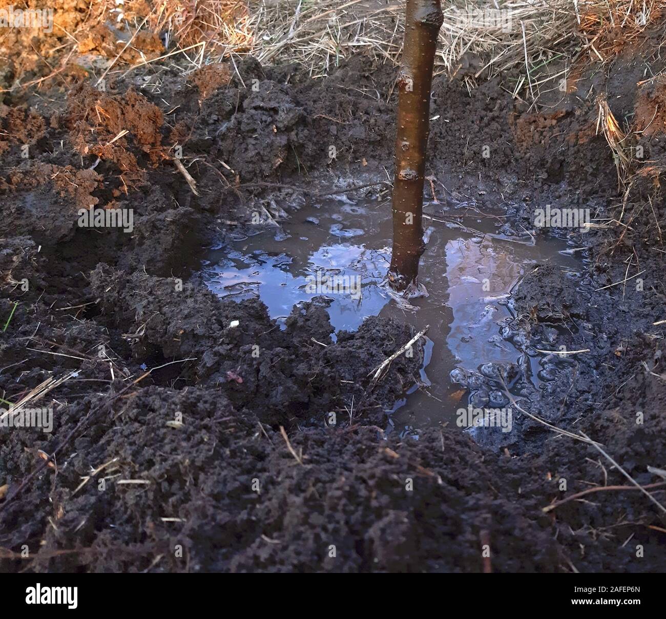 Watering young trees hi-res stock photography and images - Alamy