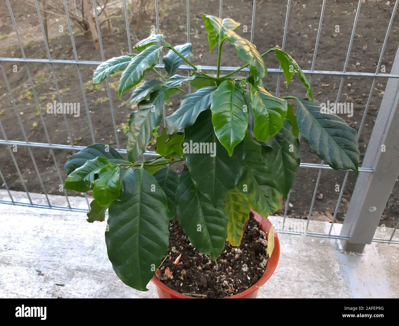 Coffee tree in a pot with many leaves Stock Photo - Alamy