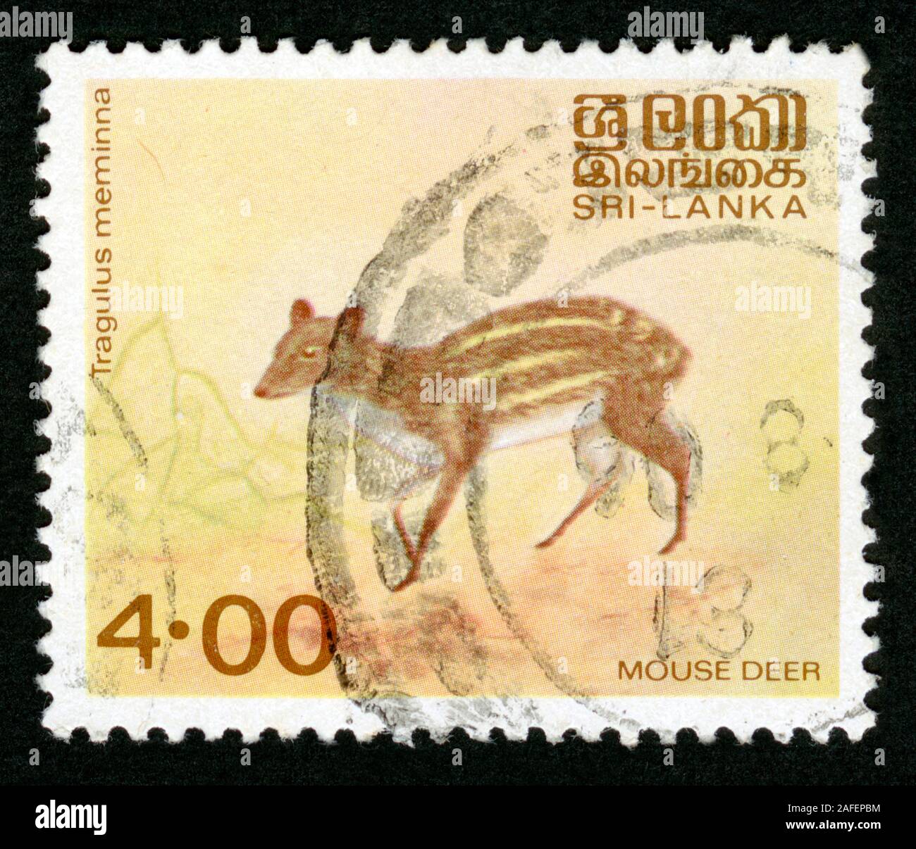 Stamp print in Sri Lanka,Mouse Deer, Tragulus meminna Stock Photo - Alamy