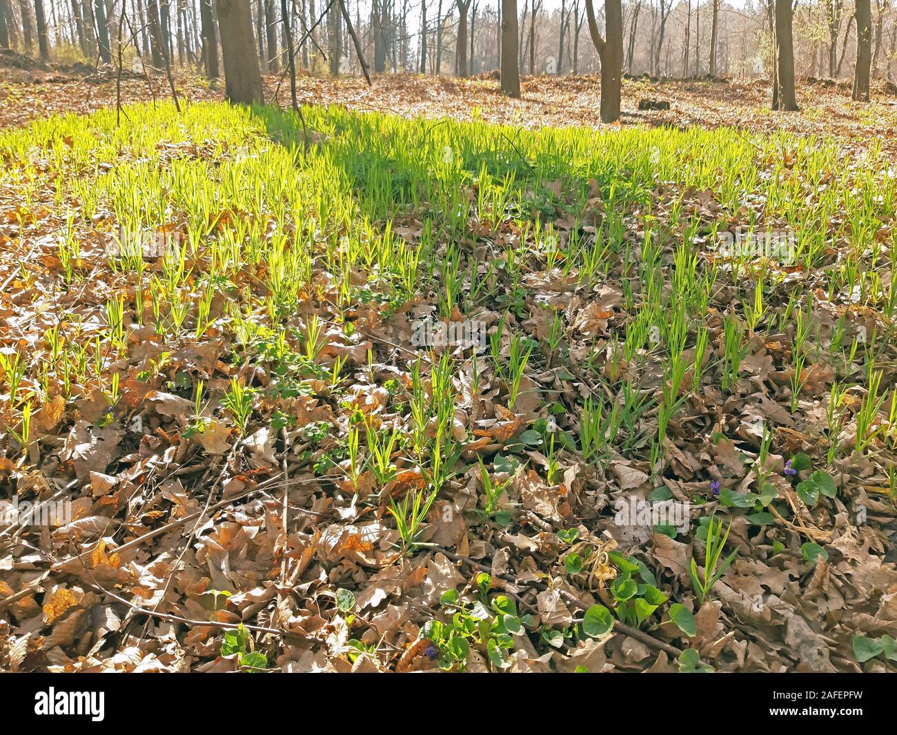 The grass started to grow in the forest in the spring Stock Photo - Alamy