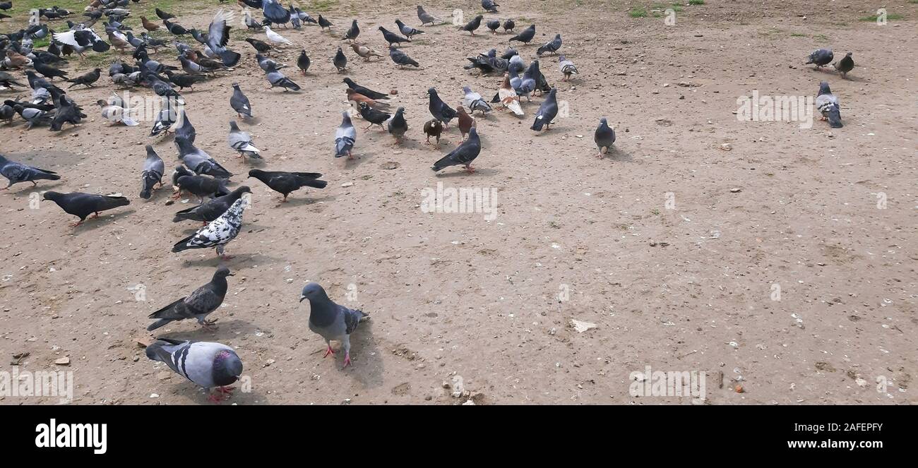 A lot of pigeons in the city Stock Photo - Alamy