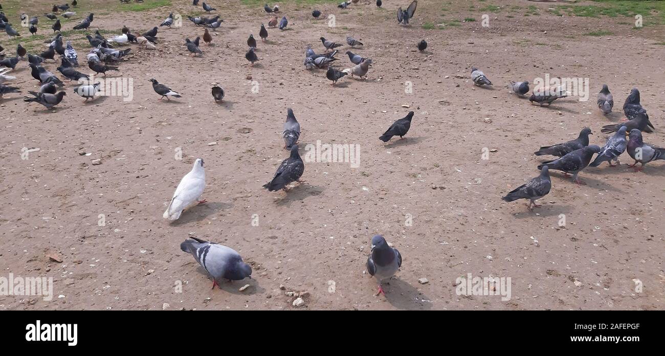 Pigeons group hi-res stock photography and images - Alamy