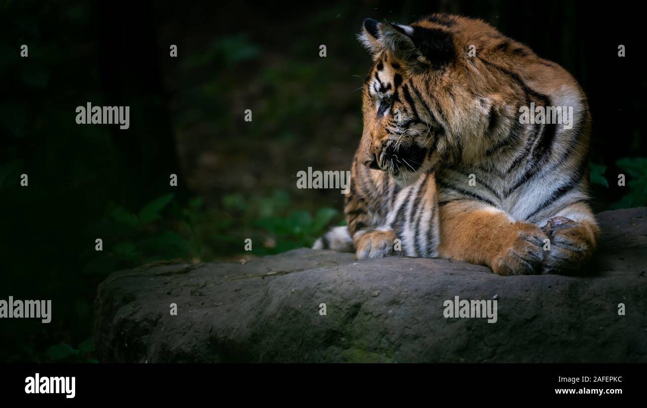 Royal Bengal Tiger Side Profile High Resolution Stock Photography and ...