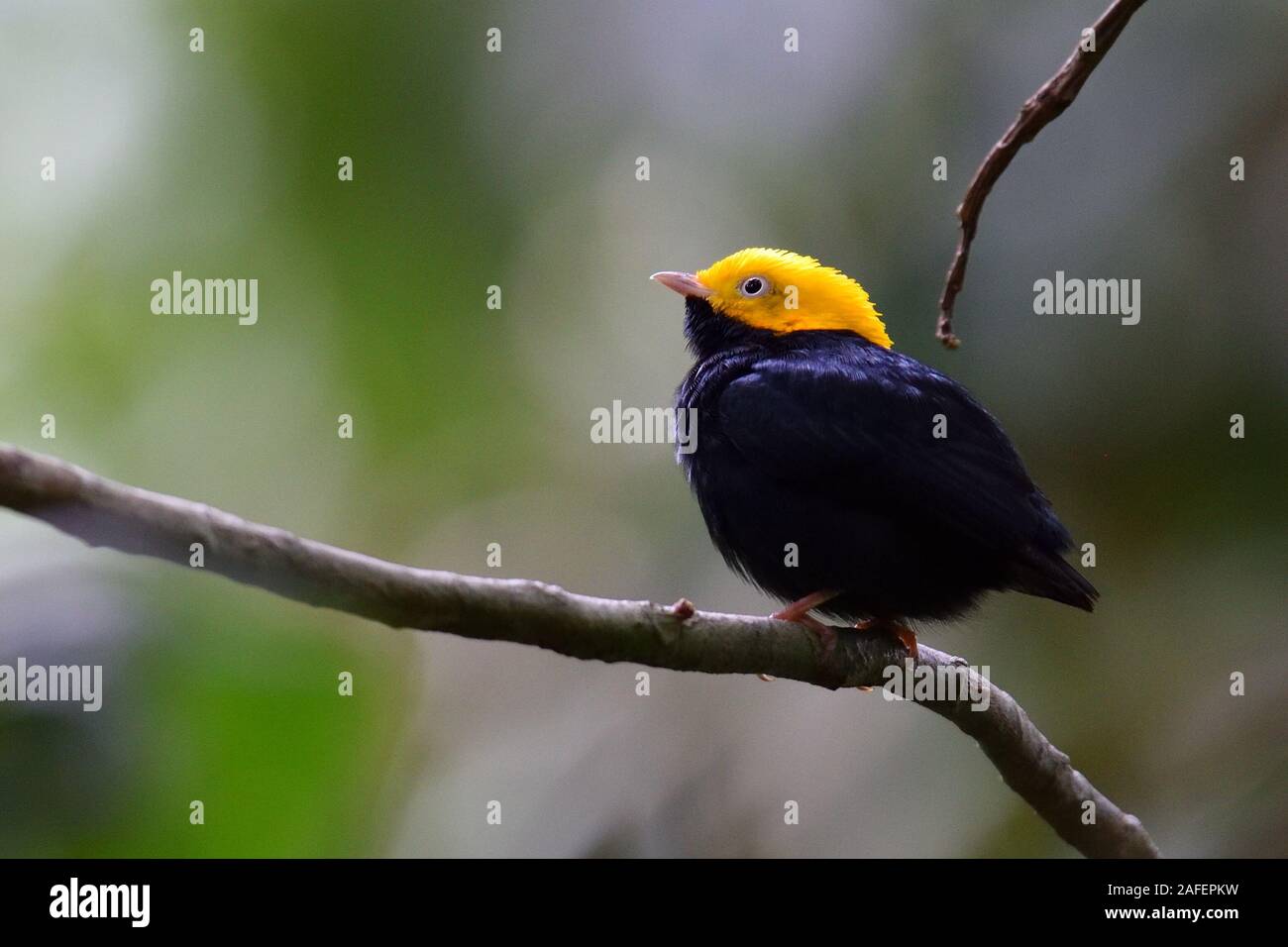 Male Golden-headed Manakin in Peru's rainforest Stock Photo - Alamy
