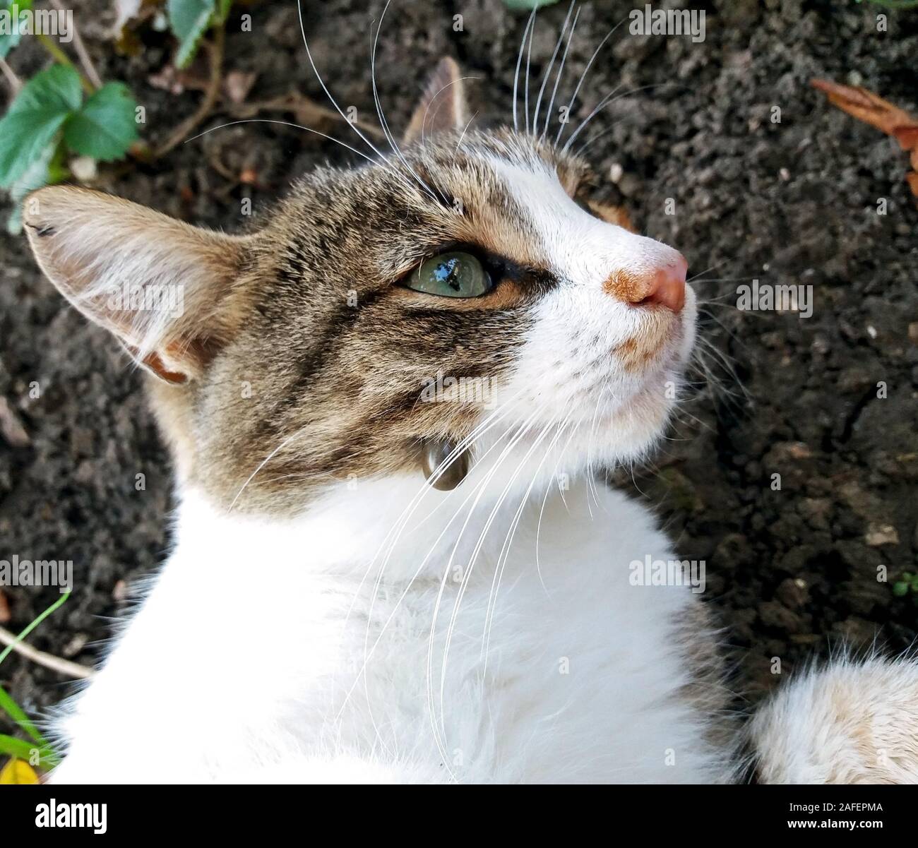 Paralysis tick hi-res stock photography and images - Alamy