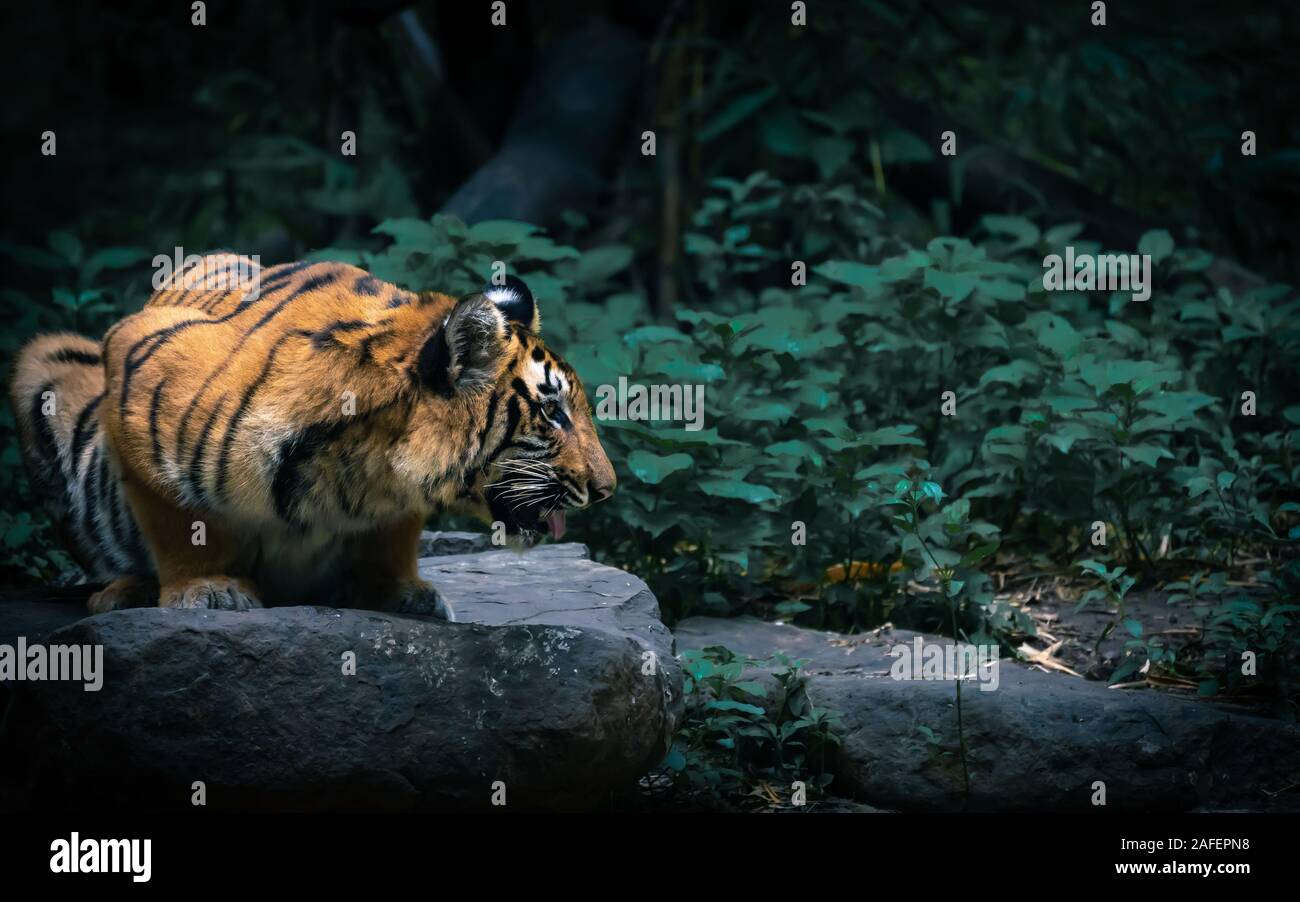 Crouching tiger hi-res stock photography and images - Alamy