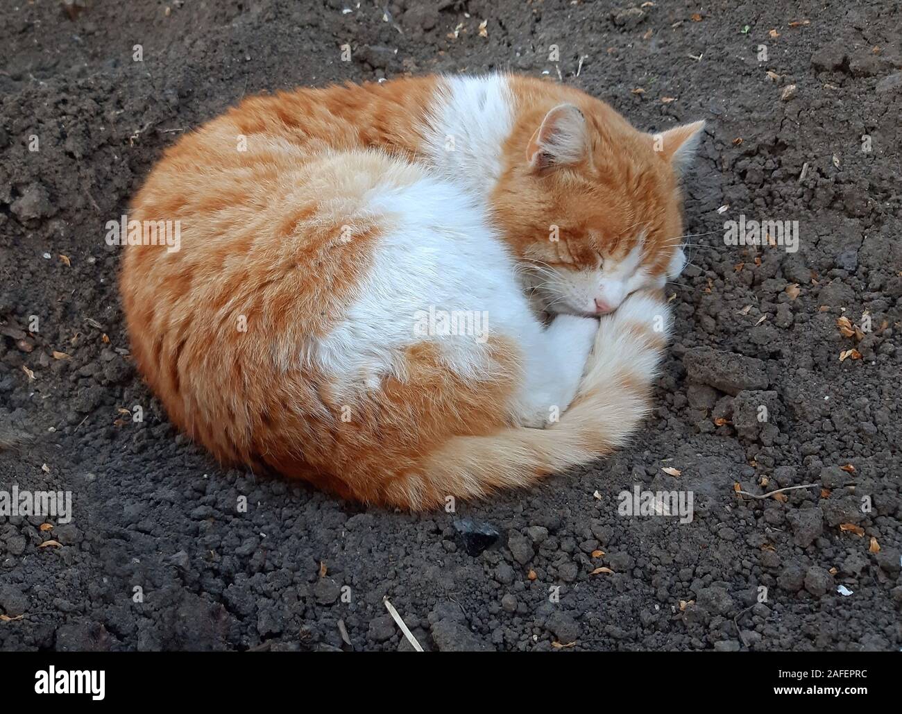 A beautiful orange cat sleeping outside on the surface of the soil ...