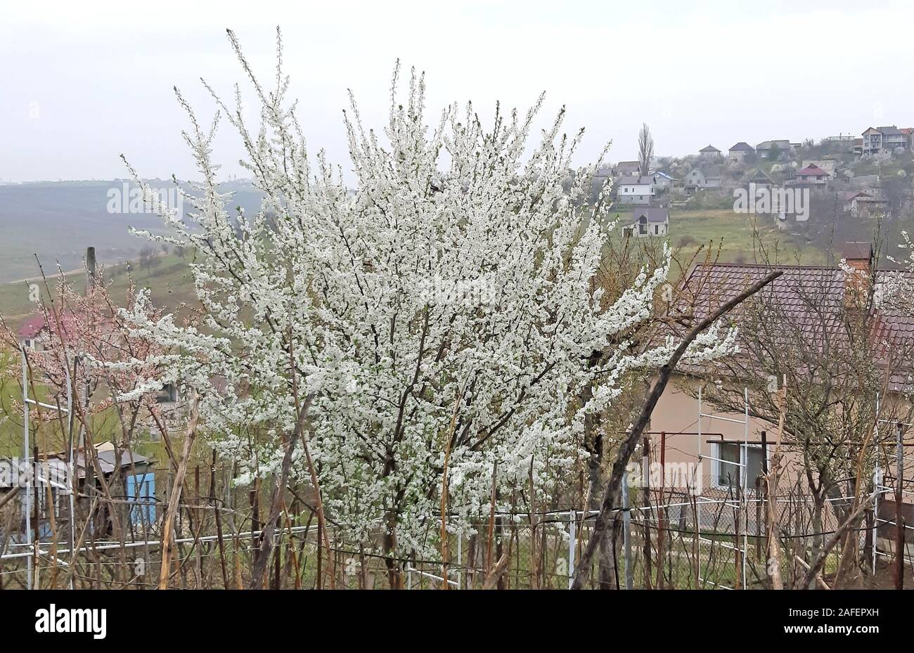 Tree full of flowers in the spring. Prunus cerasifera Stock Photo - Alamy