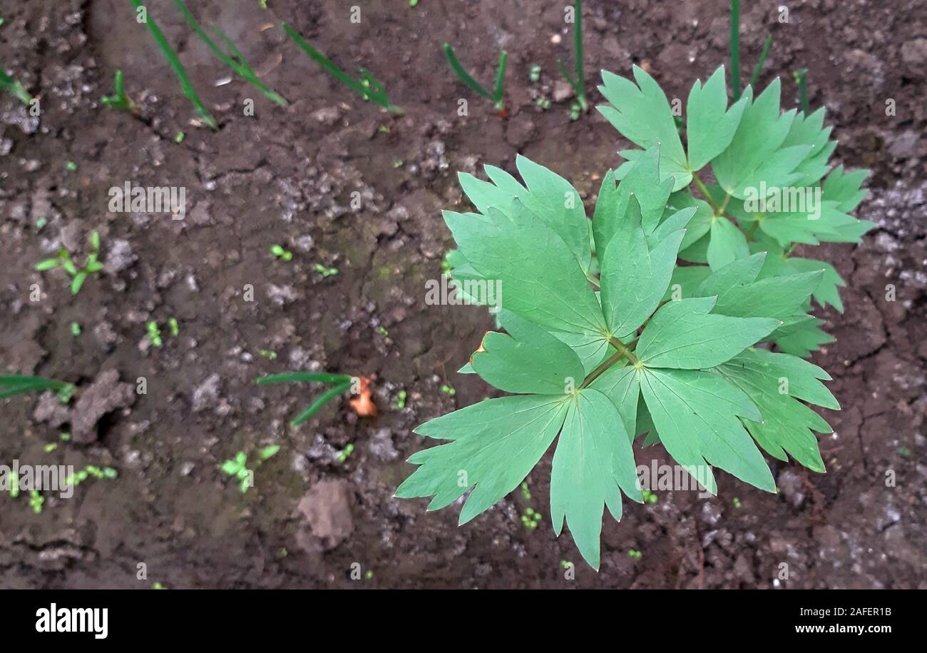 Garden lovage levisticum officinale hi-res stock photography and images ...