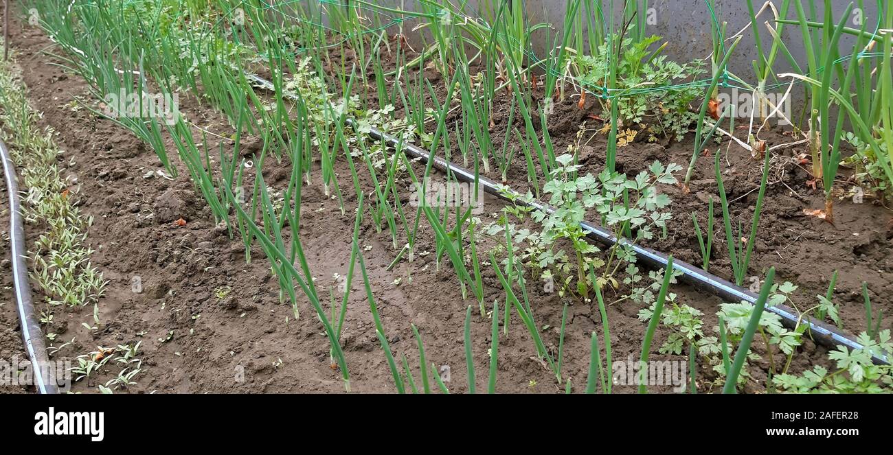 Onion cultivation in the greenhouse, irrigation system Stock Photo - Alamy