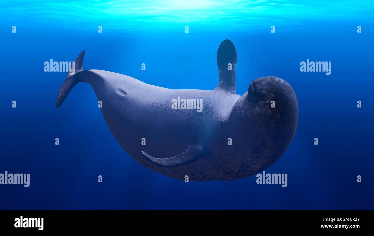 Narwhal, female Monodon monoceros swimming in the ocean Stock Photo - Alamy