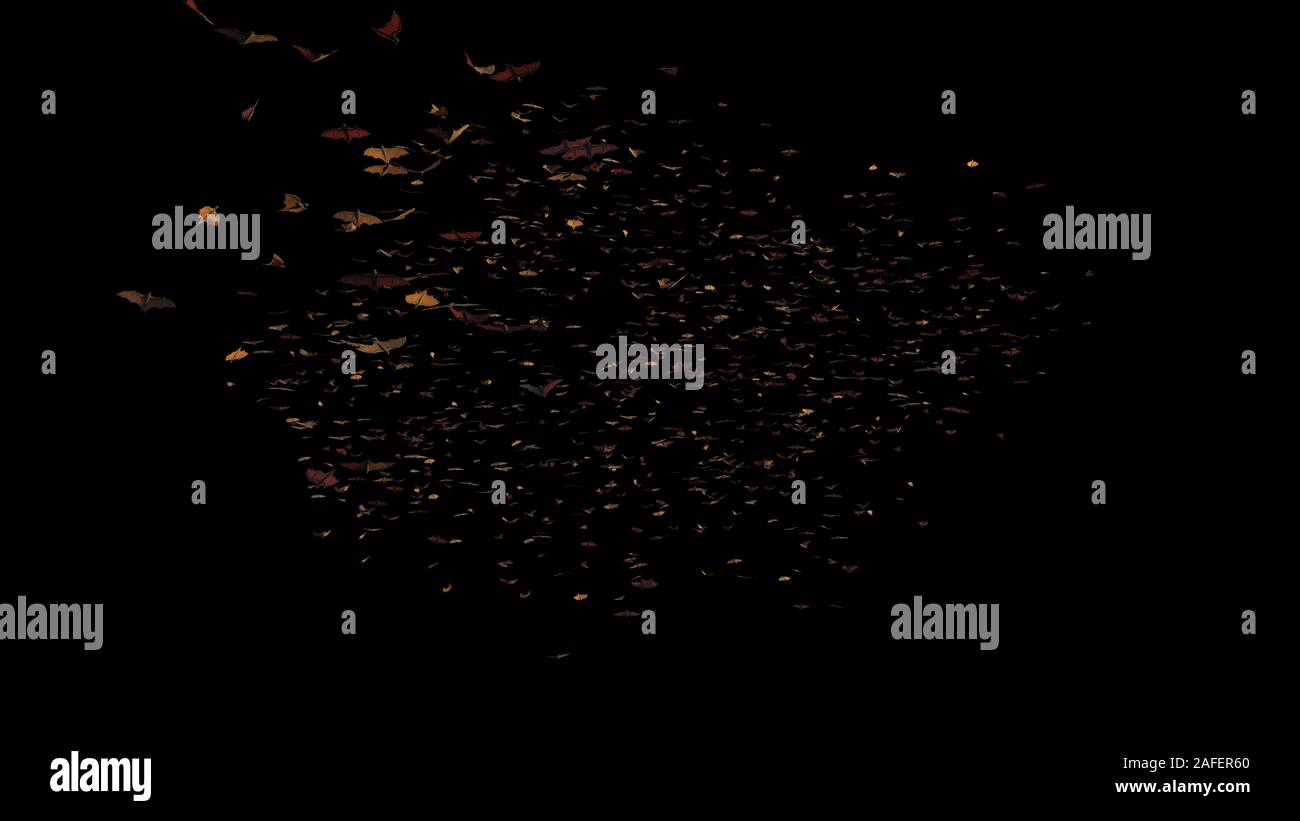 large group of flying foxes, mega bats isolated on black background ...