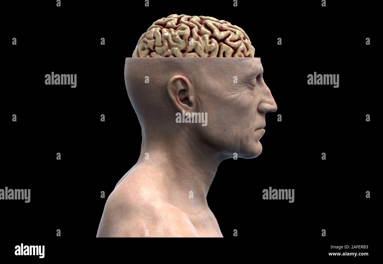Realistic rendering of the human brain anatomy - three dimensional ...