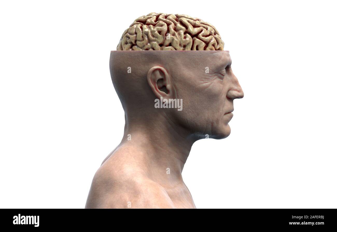 Realistic rendering of the human brain anatomy - three dimensional ...