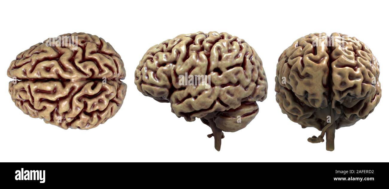 Realistic rendering of the human brain anatomy - three dimensional model Stock Photo - Alamy