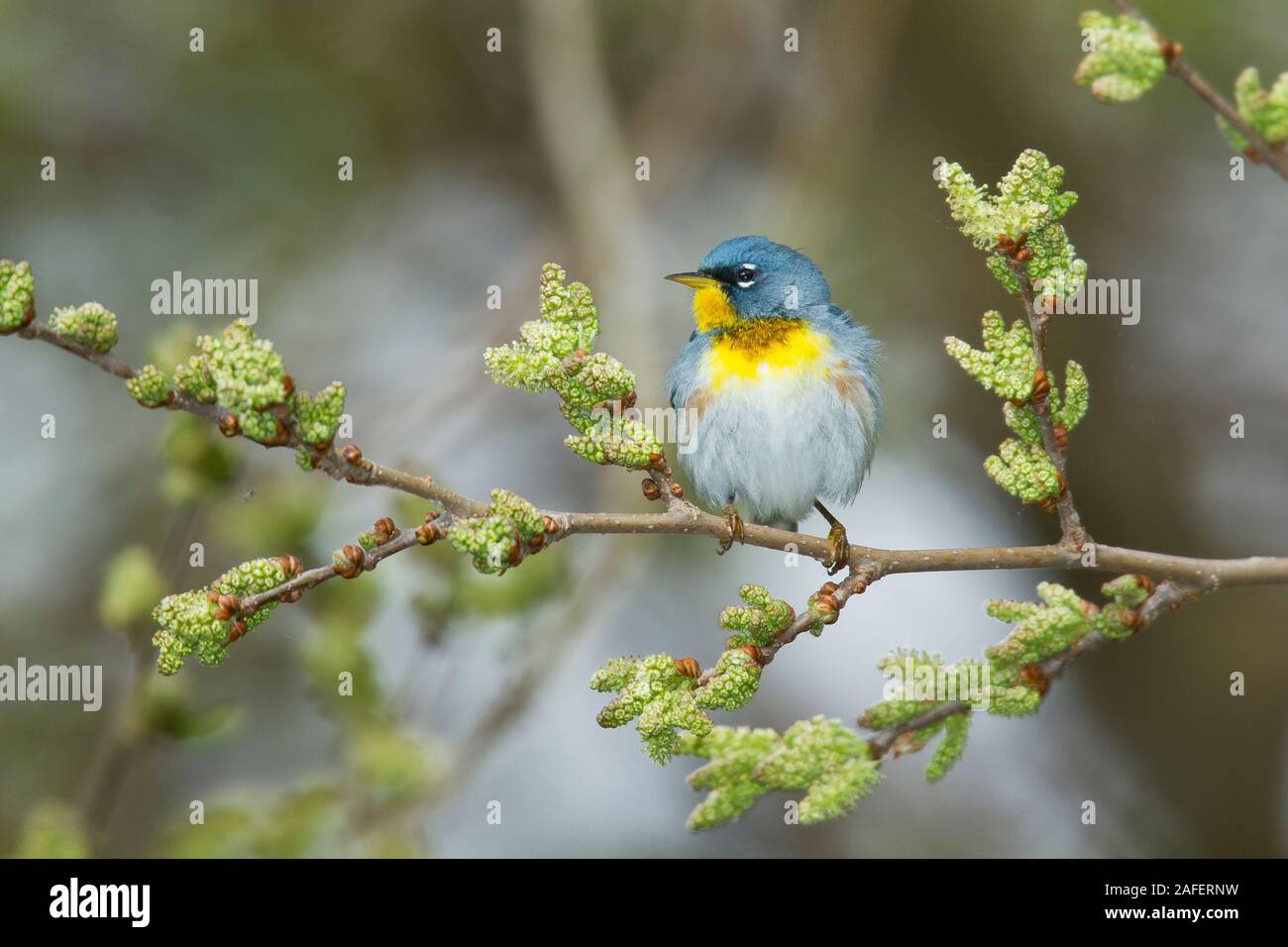 Setophaga americana hi-res stock photography and images - Alamy