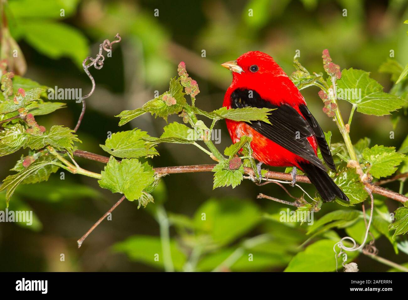 Piranga hi-res stock photography and images - Alamy