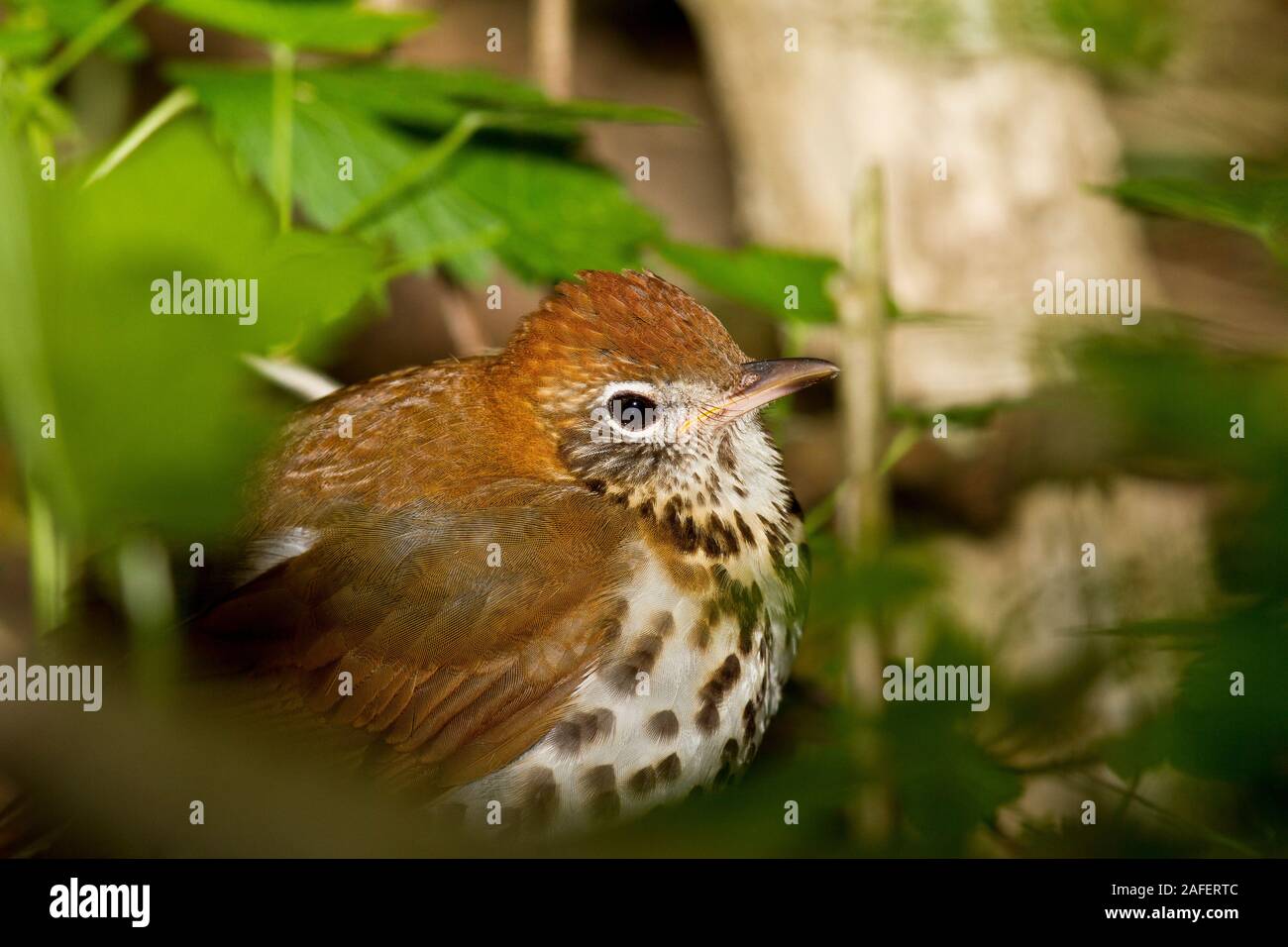 Wood thrush hi-res stock photography and images - Alamy