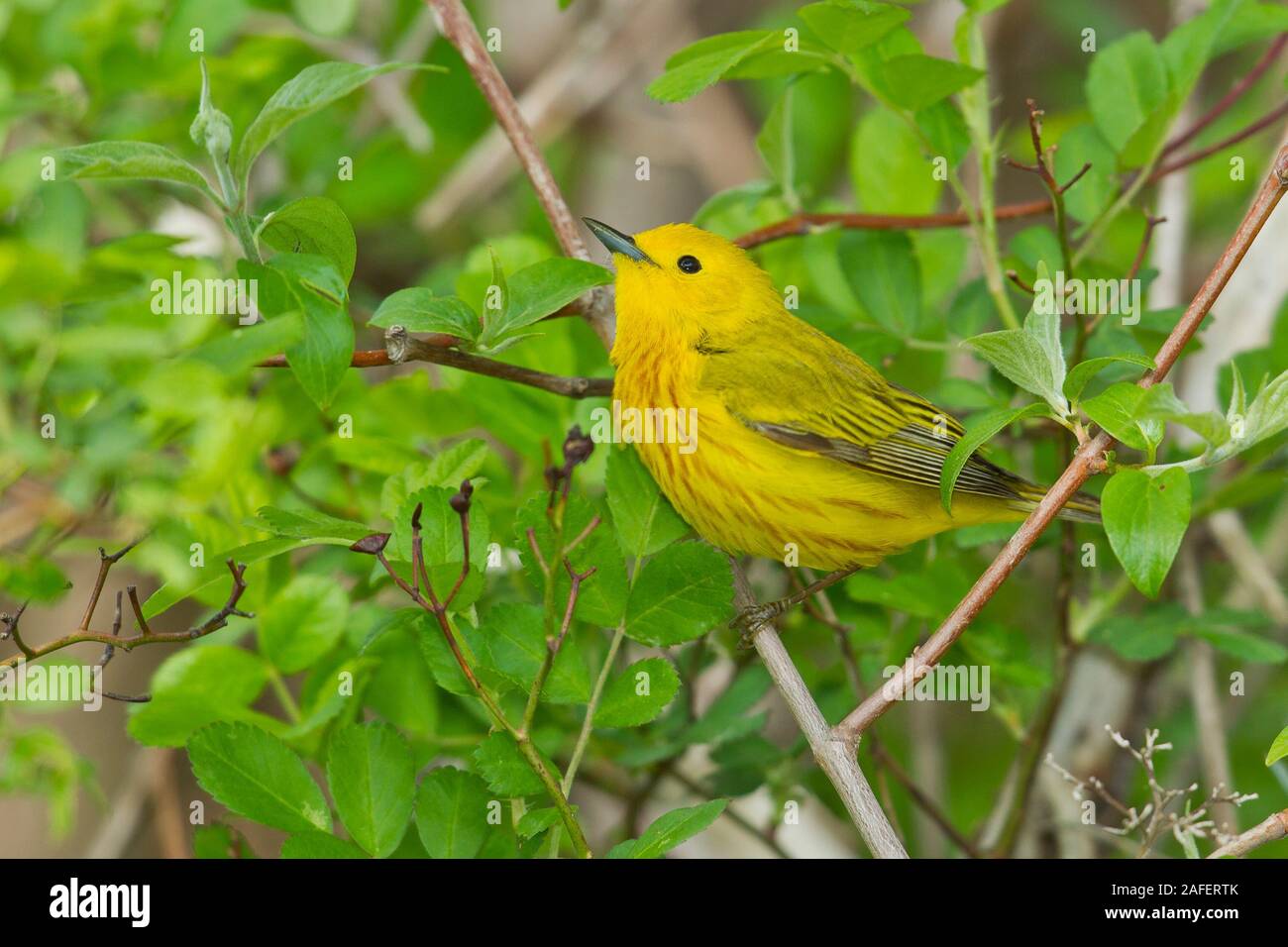 Yellow Warbler (Setophaga petechia Stock Photo - Alamy