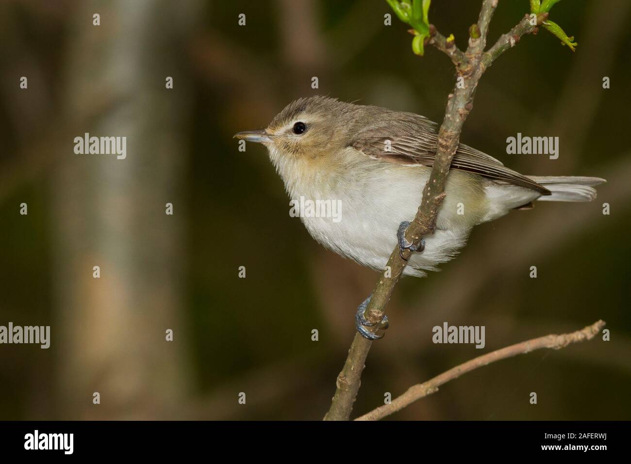 Vireonidae hi-res stock photography and images - Alamy