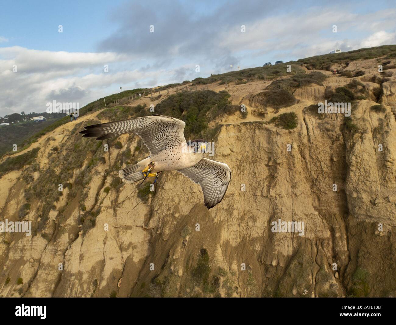San Diego, California, USA. 14th Dec, 2019. A falcon flies along the ...