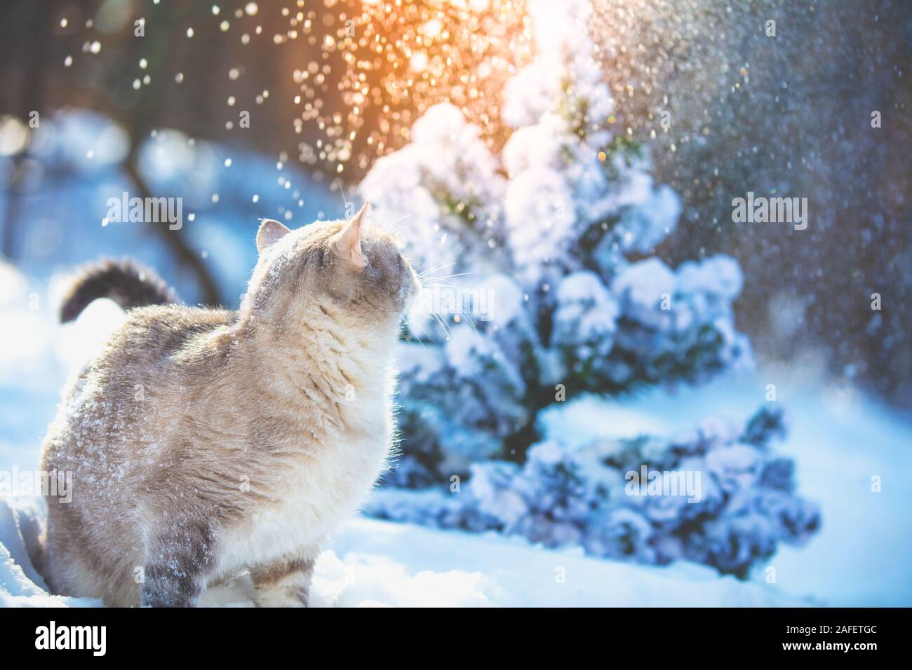 Funny cats in snow hi-res stock photography and images - Alamy