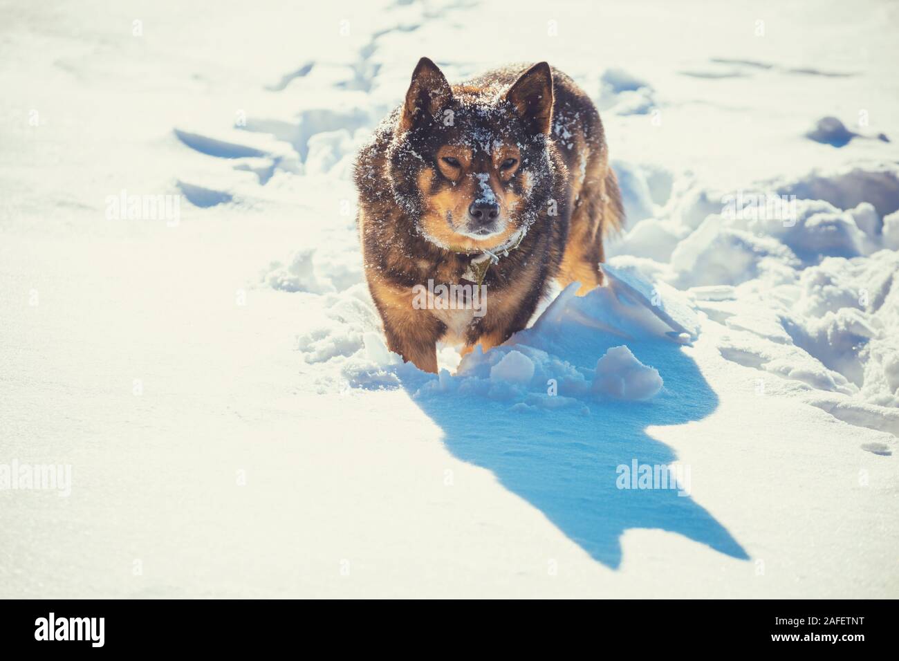 The dog walks in deep snow, in a snowy winter in a snowstorm Stock ...