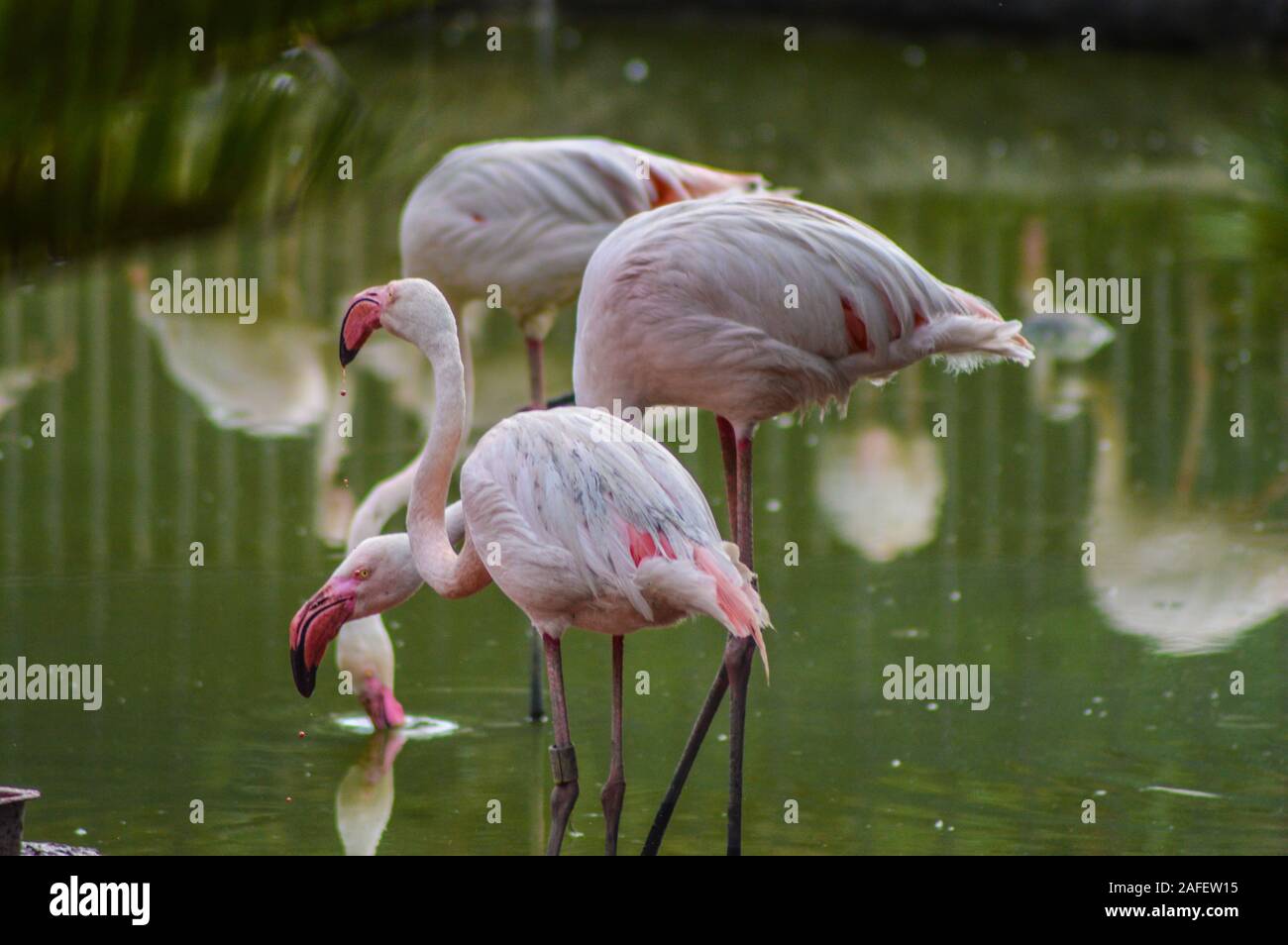 Flock and group of white and pink European Flamingo in Southern Africa ...