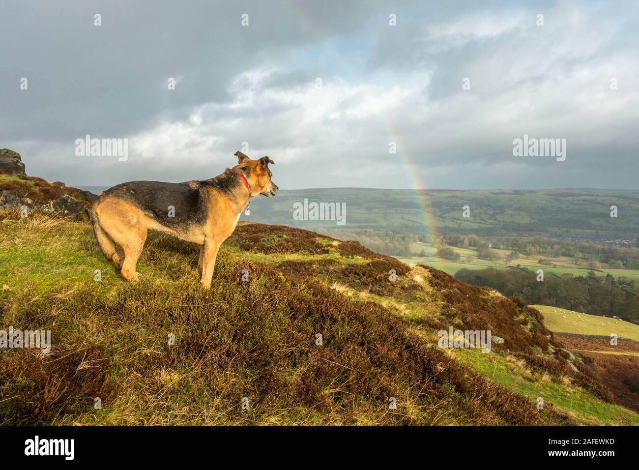 Dog watching a rainbow on a countryside walk on Burley Moor, West ...