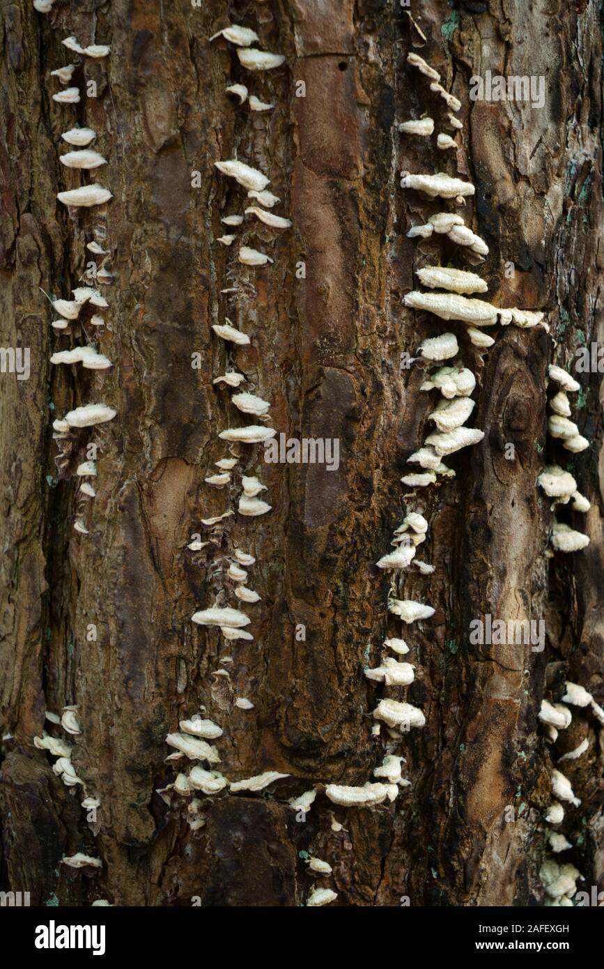 A type of fungi growing on a dead Scots pine tree Stock Photo - Alamy