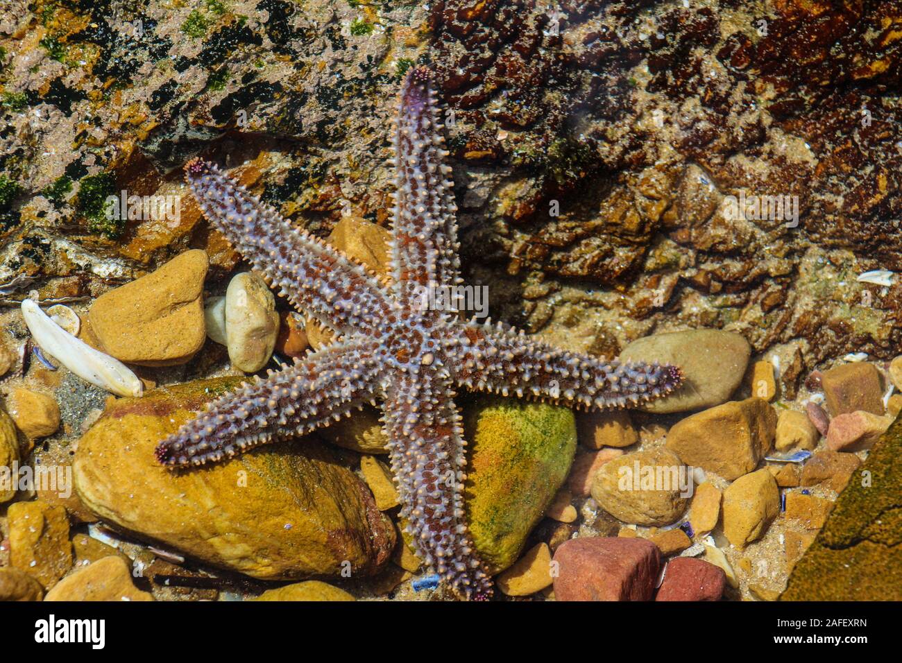 Spiny star fish or Starfish scientific name Marthasterias glacialis in ...