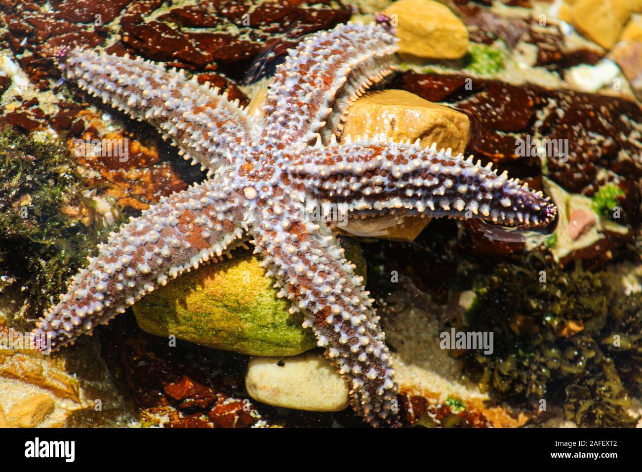 Spiny star fish or Starfish scientific name Marthasterias glacialis in ...