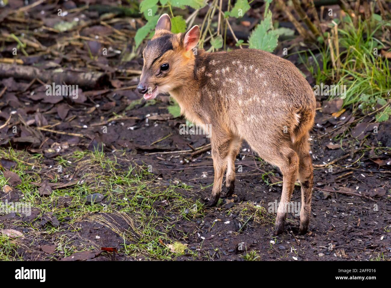 Baby Muntjac