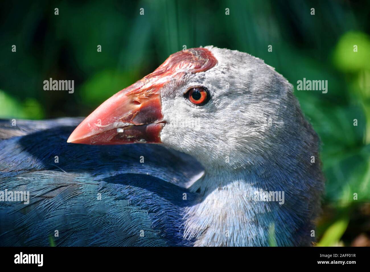 The grey headed swamp hen hi-res stock photography and images - Alamy