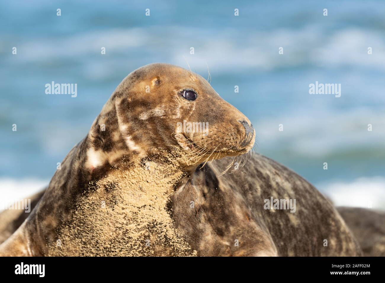 Grey seal halichoerus grypus seal hi-res stock photography and images ...