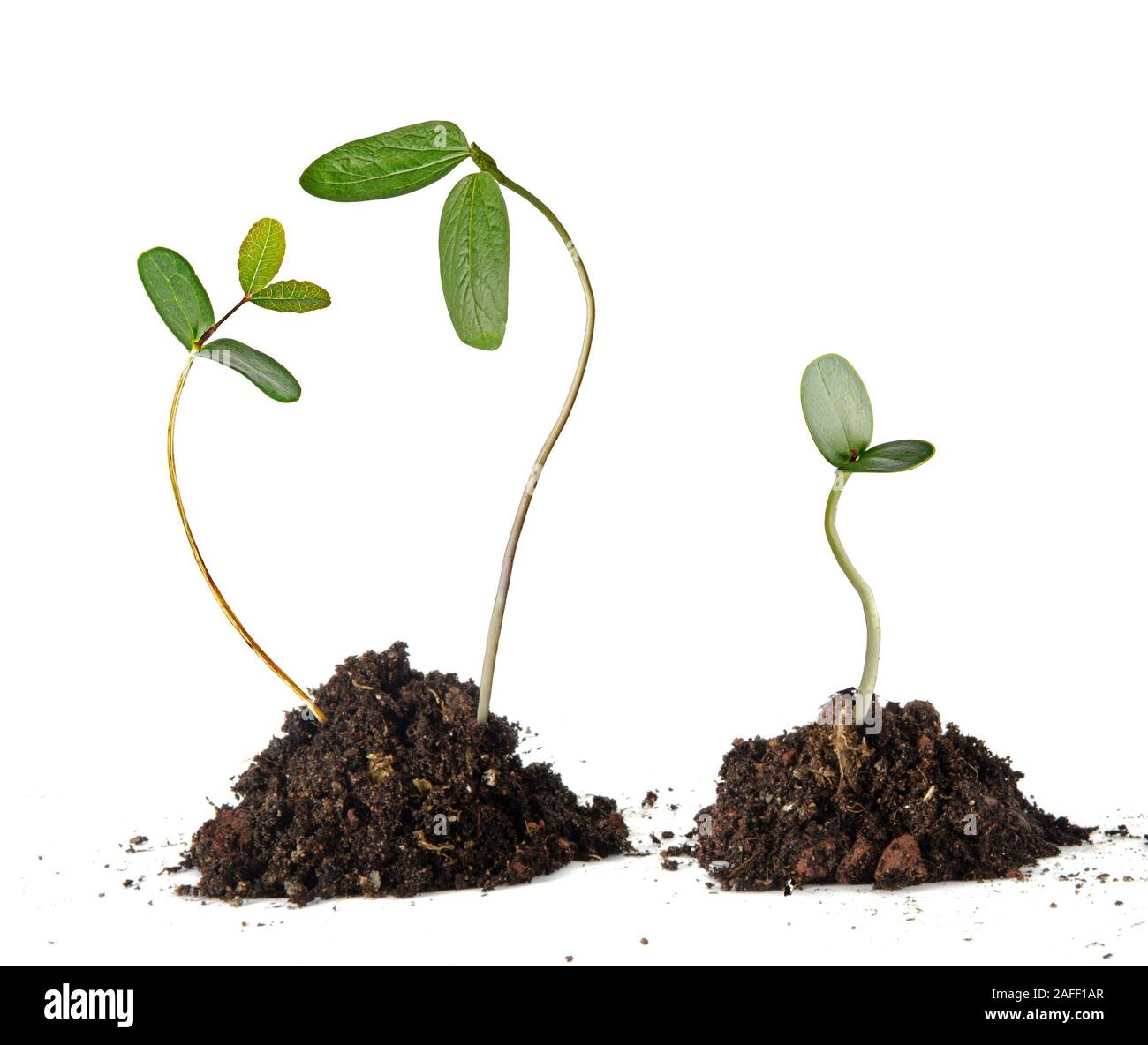 Saplings on white background Stock Photo - Alamy