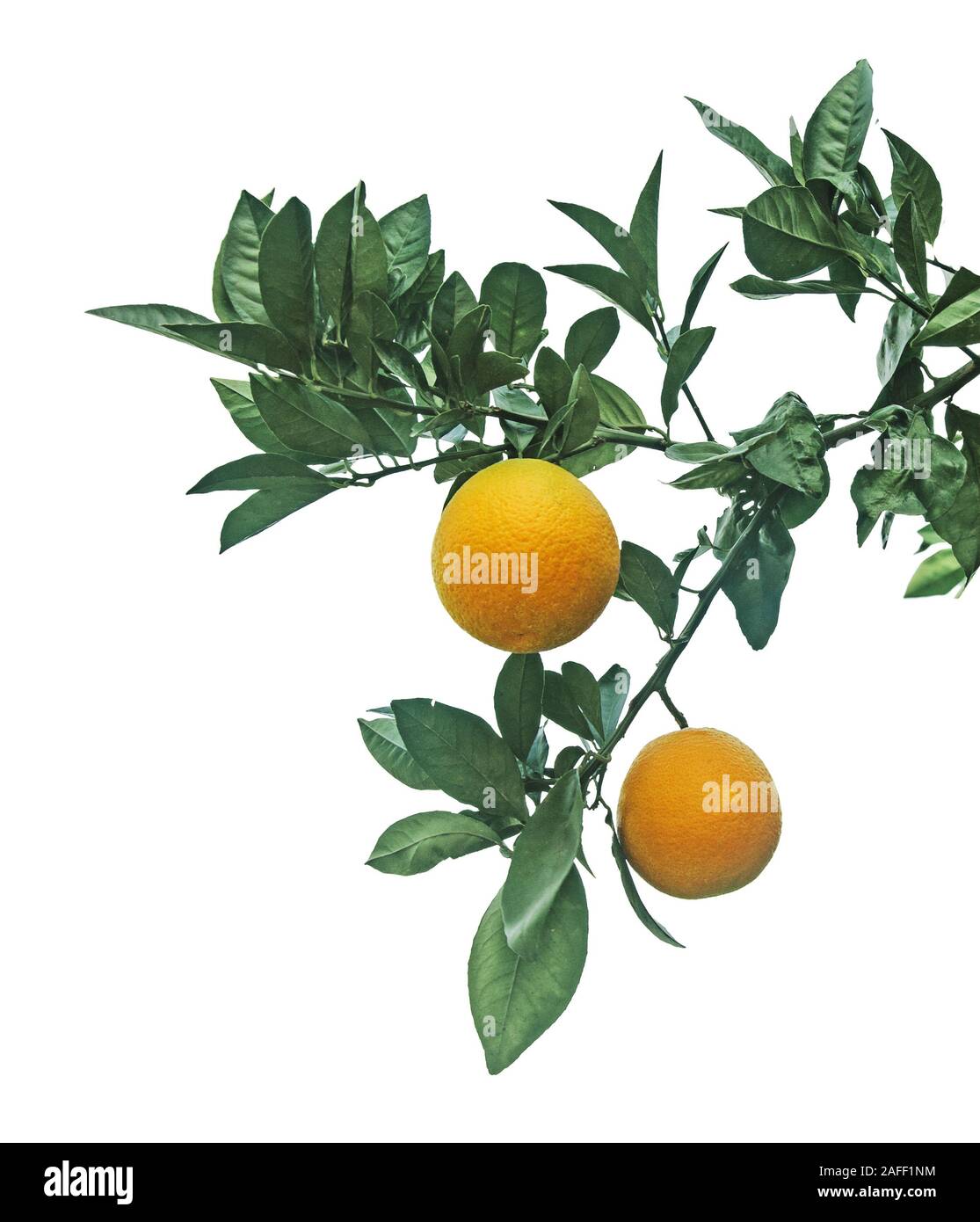 Orange tree citrus sinensis Cut Out Stock Images & Pictures - Alamy