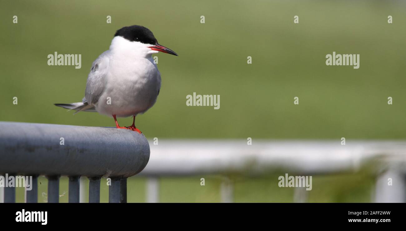 Closeup of a common tern standing on a metal balustrade isolated ...
