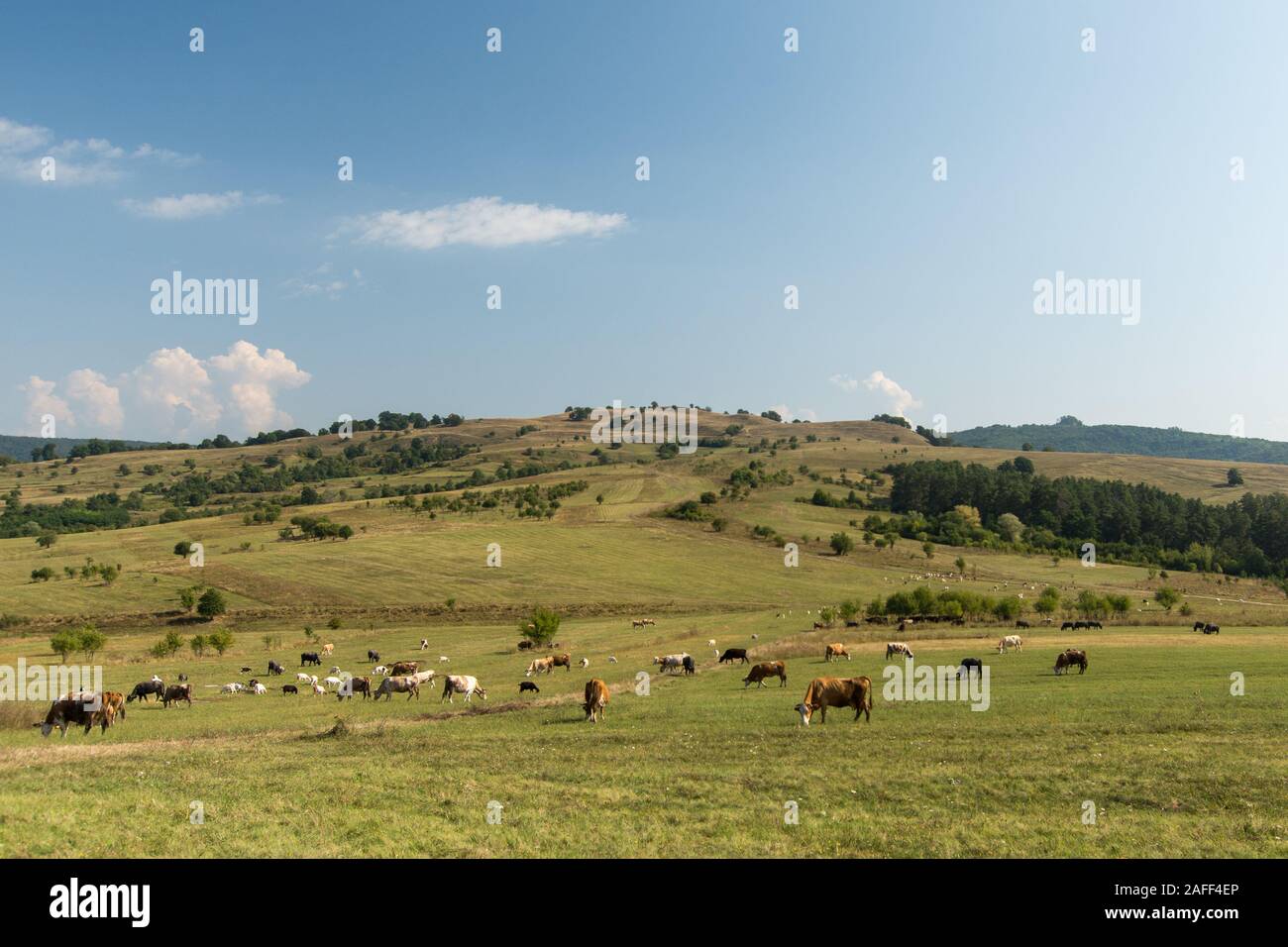 Environment and grazing sky hi-res stock photography and images - Alamy