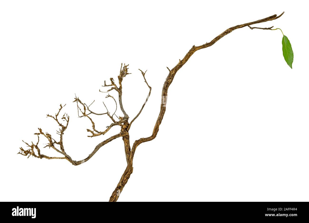 dry branch with leaf Stock Photo - Alamy