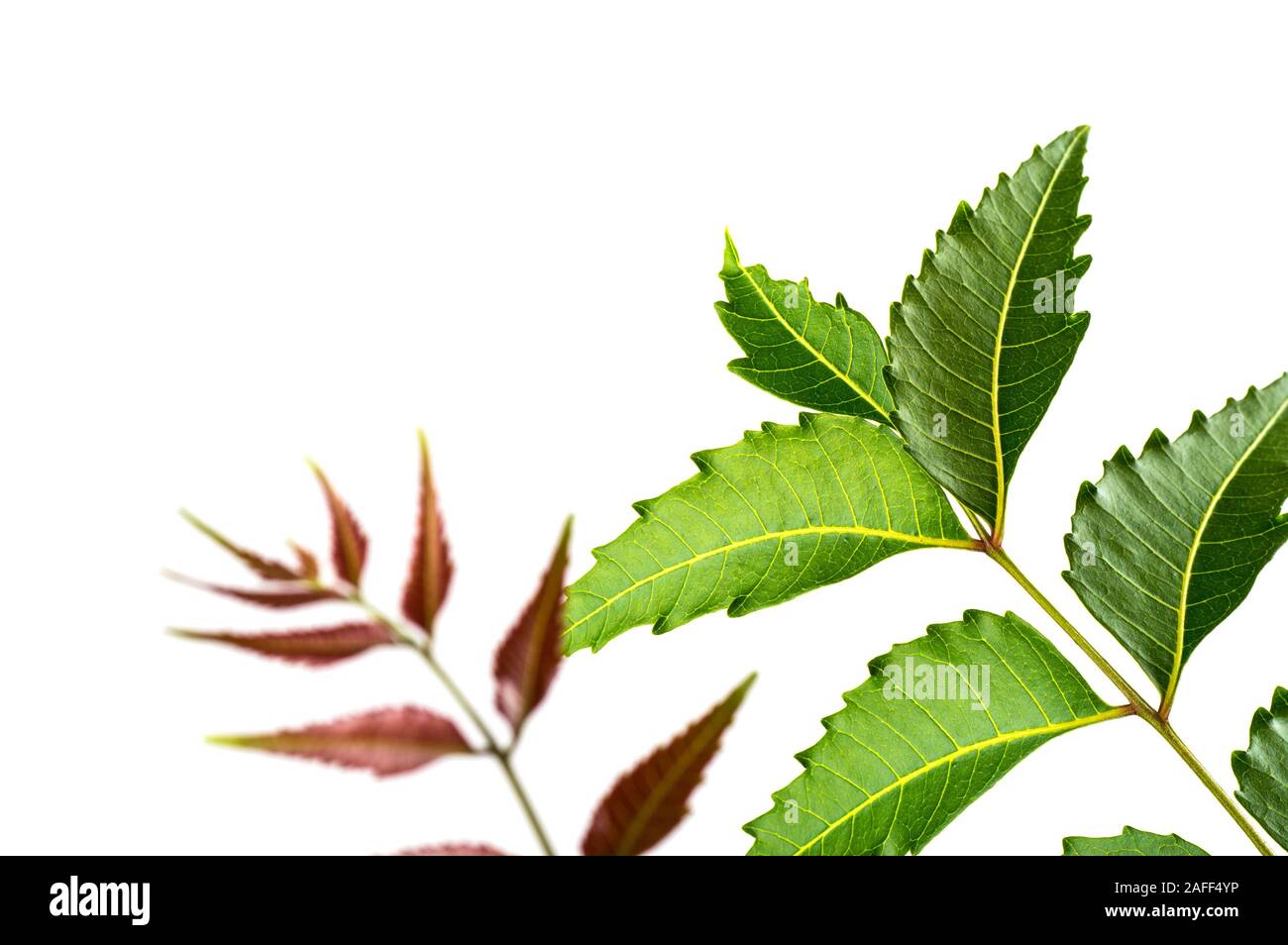 Medicinal neem leaf on white background. Azadirachta indica Stock Photo ...