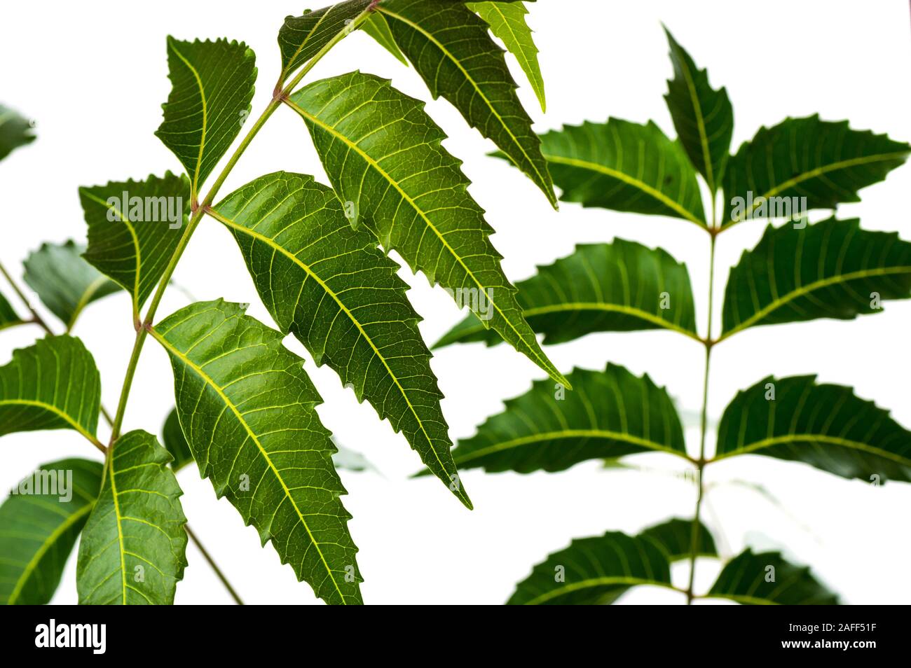 Medicinal neem leaf on white background. Azadirachta indica Stock Photo ...