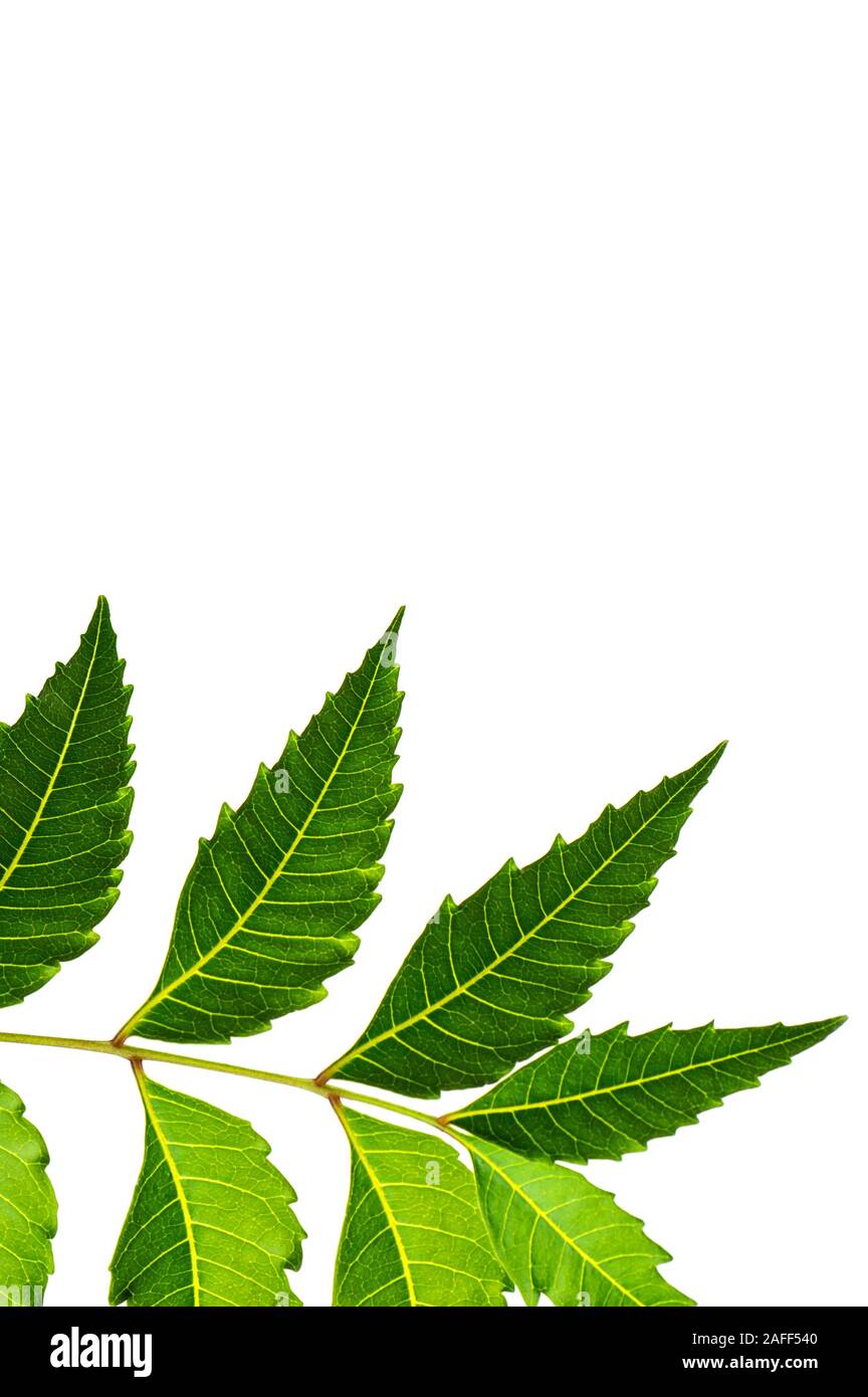 Medicinal neem leaf on white background. Azadirachta indica Stock Photo ...