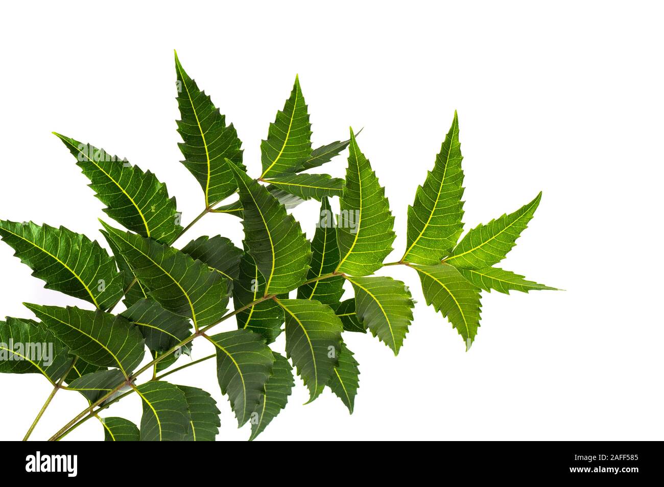 Neem Leaf Png