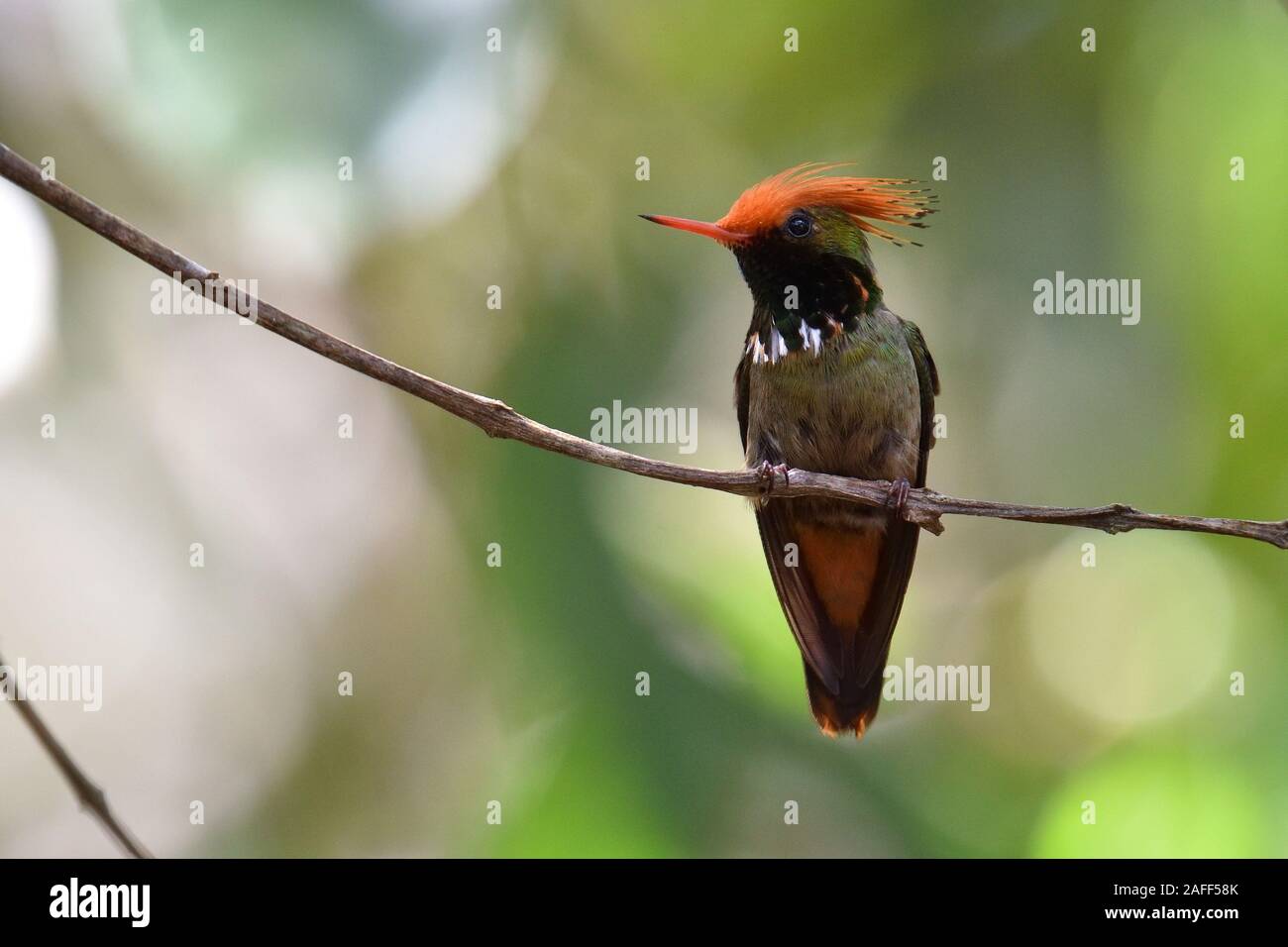 Rufous crested coquette hummingbird in Peru's rainforest Stock Photo ...